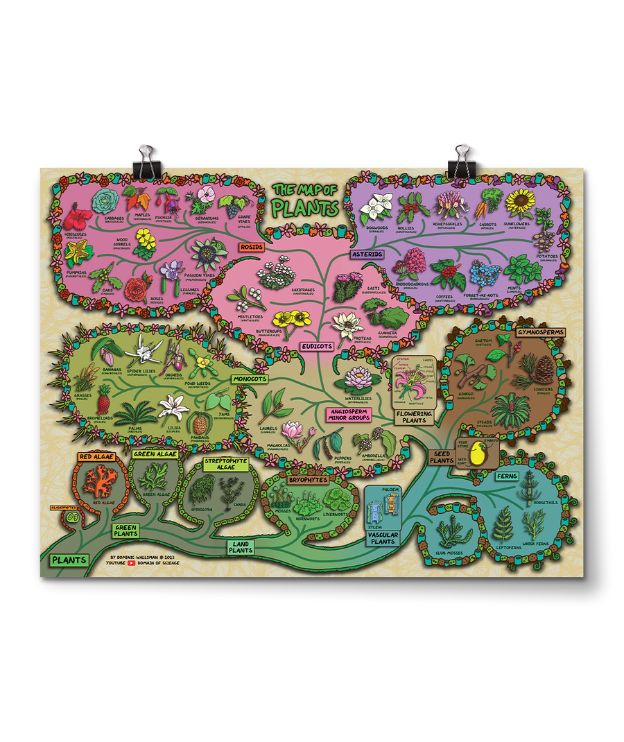 Domain of Science | The Map of Plants Poster – DFTBA