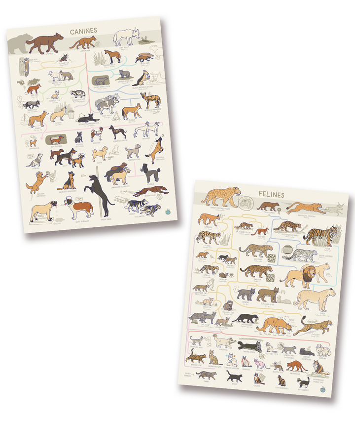 MinuteEarth – DFTBA