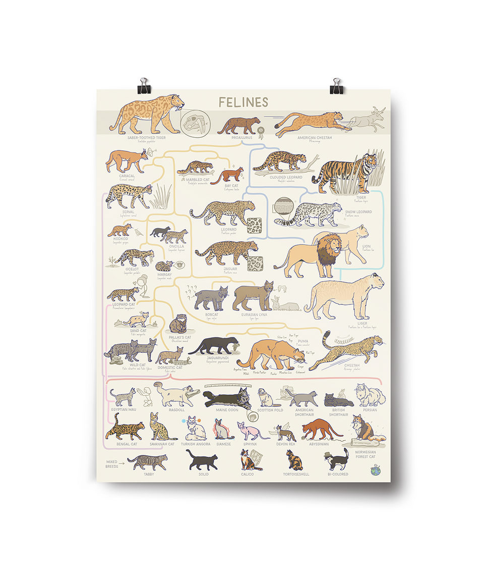 MinuteEarth – DFTBA