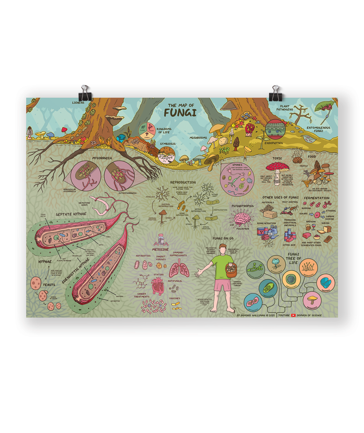 Domain of Science | The Map of Fungi Poster – DFTBA
